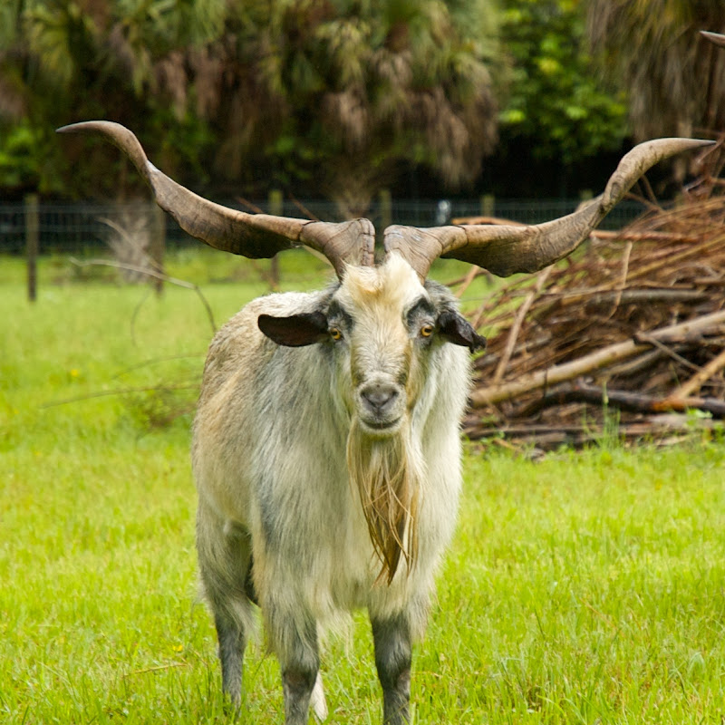 Spanish Goat